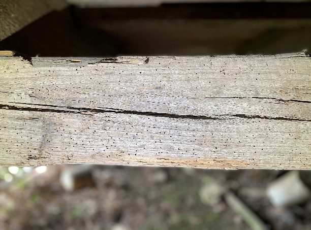Signs of Wood-Destroying Insects | Most Common Pests