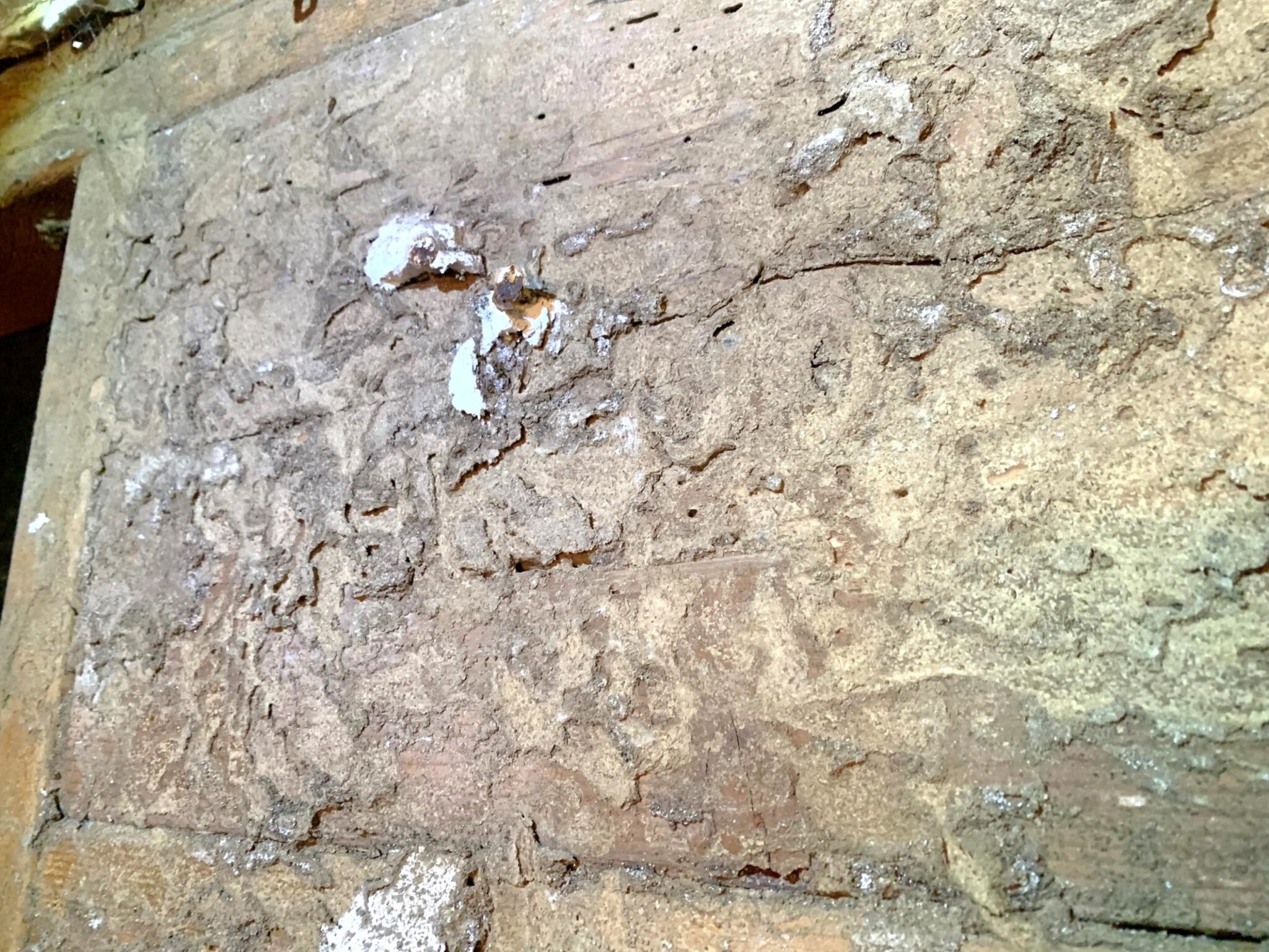 Signs of Wood-Destroying Insects | Most Common Pests